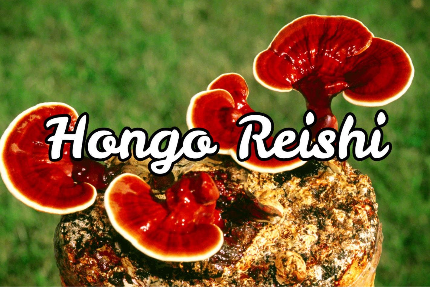 Reishi - Propiedades y Beneficios de este Hongo Increíble【2019】