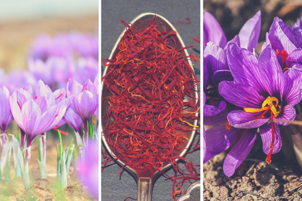 Azafrán - Origen, Beneficios como REMEDIO NATURAL [2018]